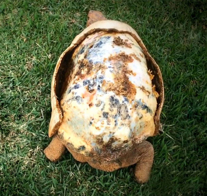Así es como el primer caparazón impreso en 3D le ha salvado la vida a ...