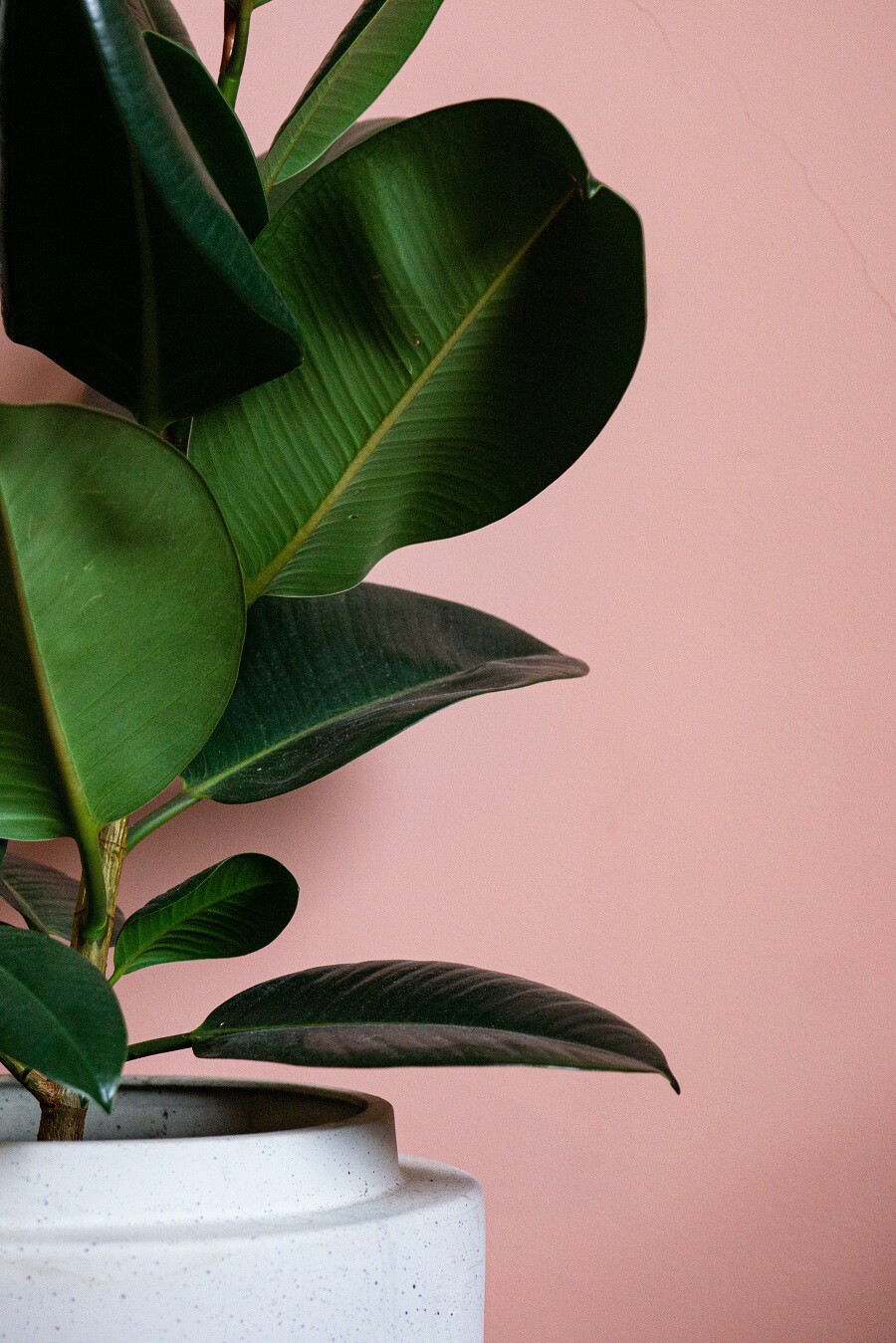 Dónde colocar el ficus para que crezca espectacular y sea la envidia de ...