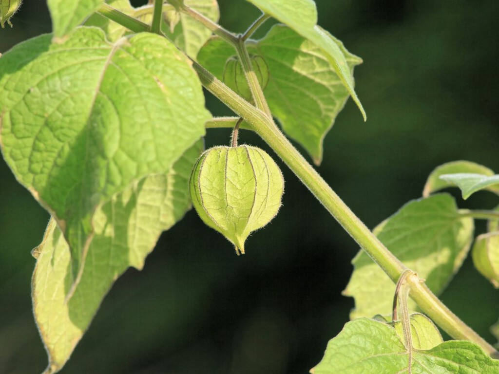 Qué es el physalis o alquequenje, la rica y saludable fruta tropical con forma de farolillo ...