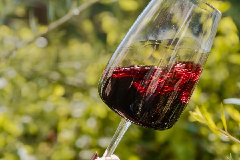 No solo blancos: cinco vinos tintos de Cádiz que ponen en el radar de ...