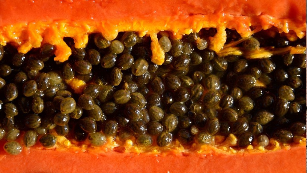 ¿Para qué sirven las semillas de papaya? 3 formas de consumirlas sin ...