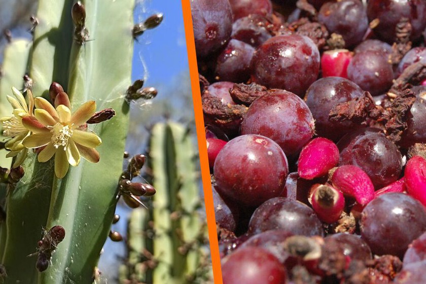 Qué es el garambullo, la fruta que los expertos están recomendando consumir