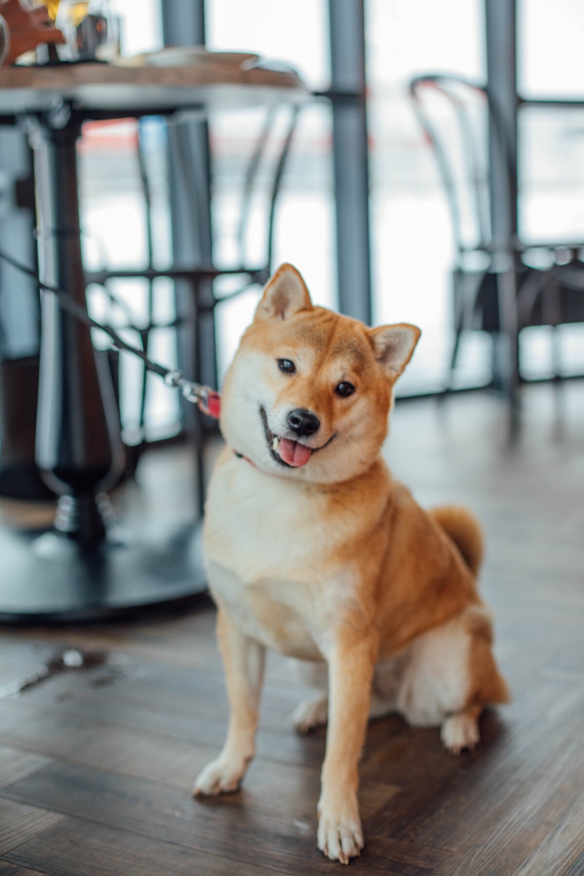 Cinco curiosidades sobre los perros Shiba Inu, la raza japonesa de ...