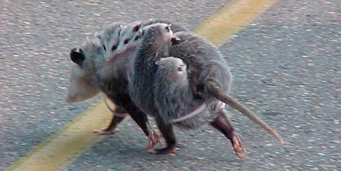 Tlacuache, la historia detrás del único marsupial mexicano