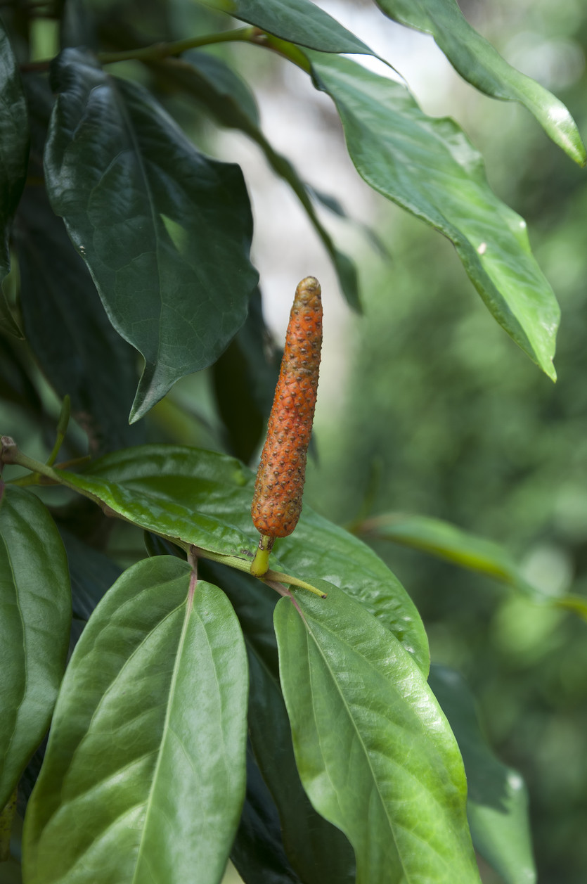 Cómo usar la pimienta en tus platos (y en qué se diferencian blancas ...