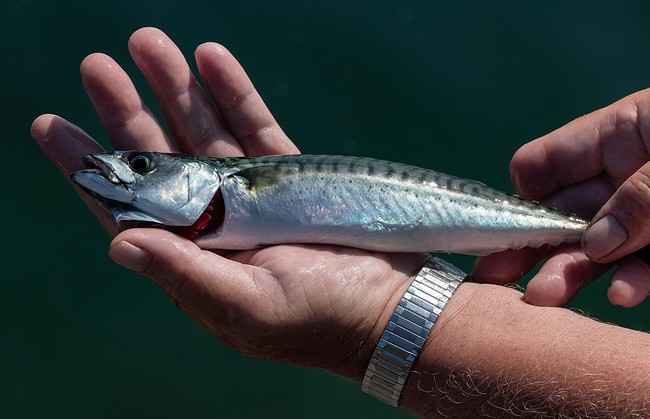 Todo sobre la caballa: las mejores recetas caseras, fáciles, al horno y ...