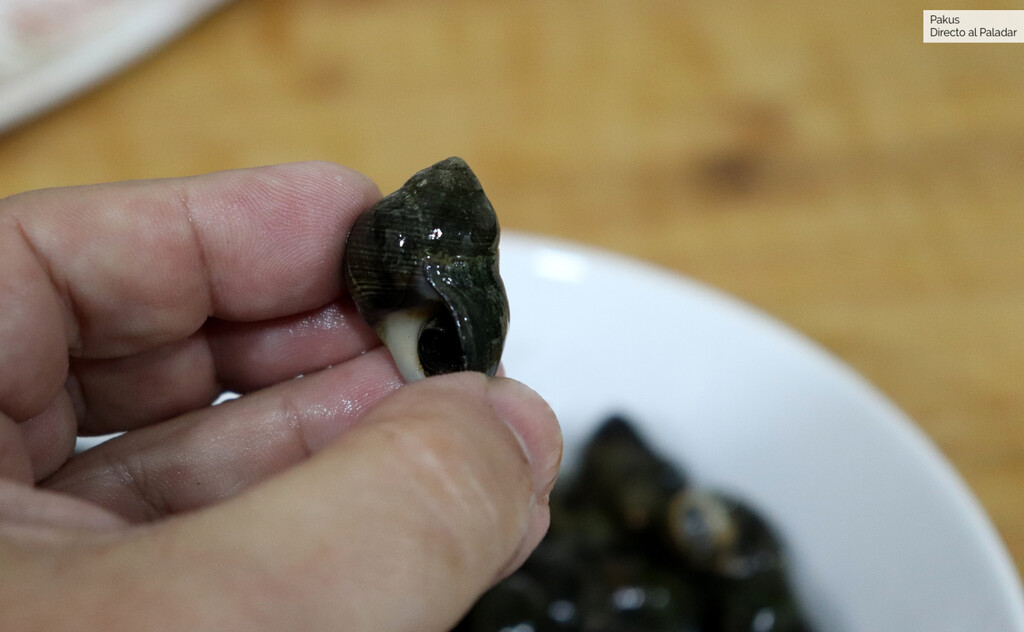 Cómo cocer bígaros o caracolillos de forma fácil y sencilla: la técnica ...